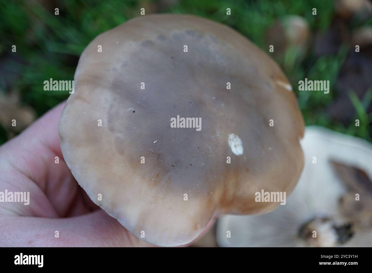 Field Blewit (Collybia personata) Fungi Stock Photo - Alamy