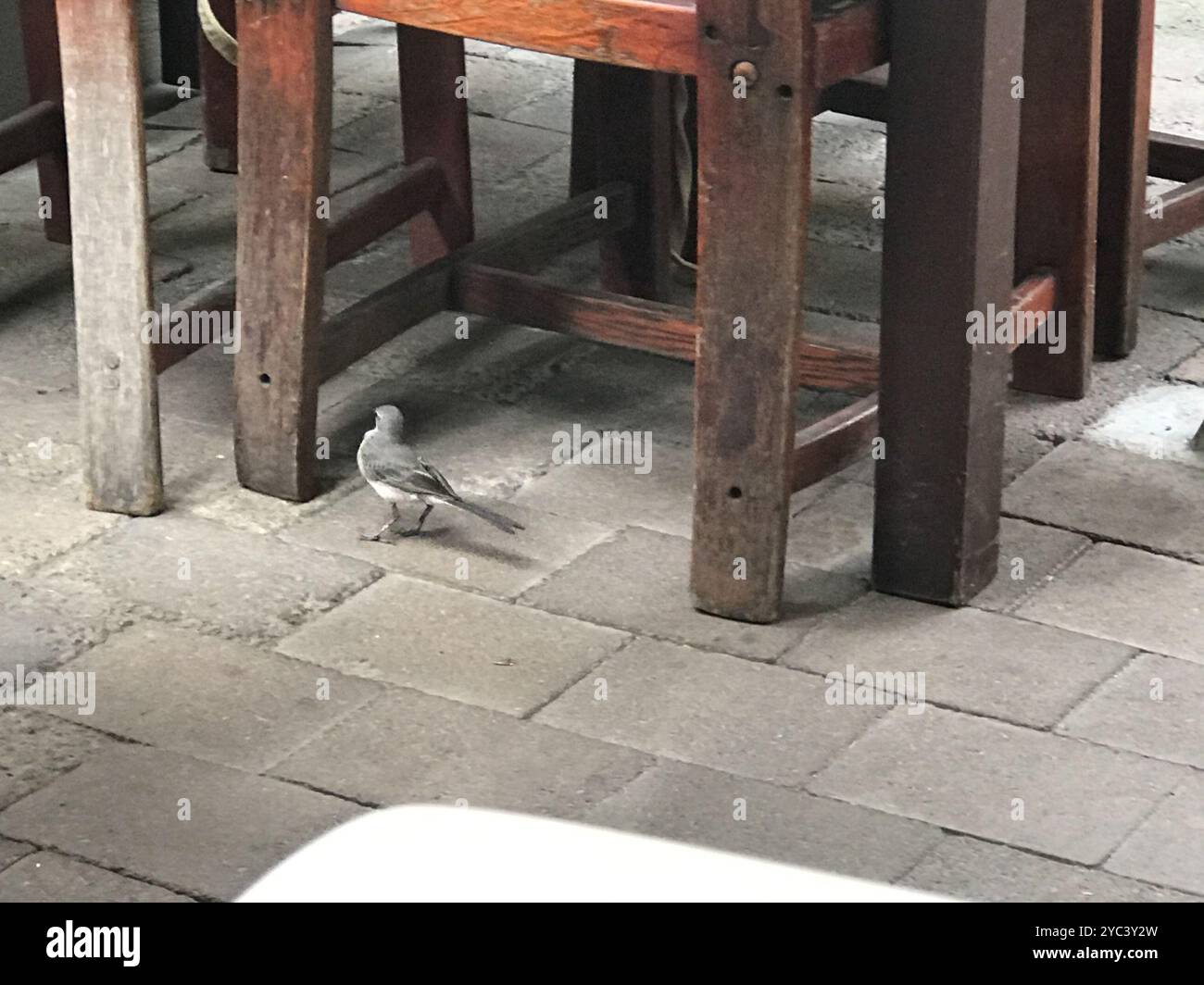 Common Cape Wagtail (Motacilla capensis capensis) Aves Stock Photo - Alamy