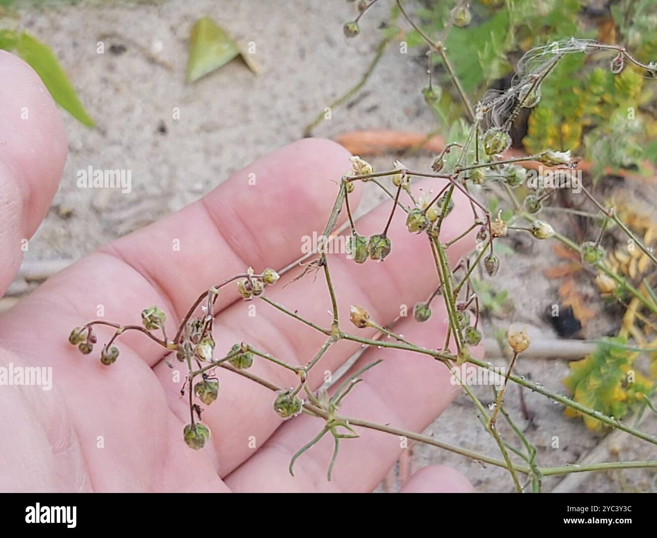 Corn spurrey (Spergula arvensis) Plantae Stock Photo - Alamy