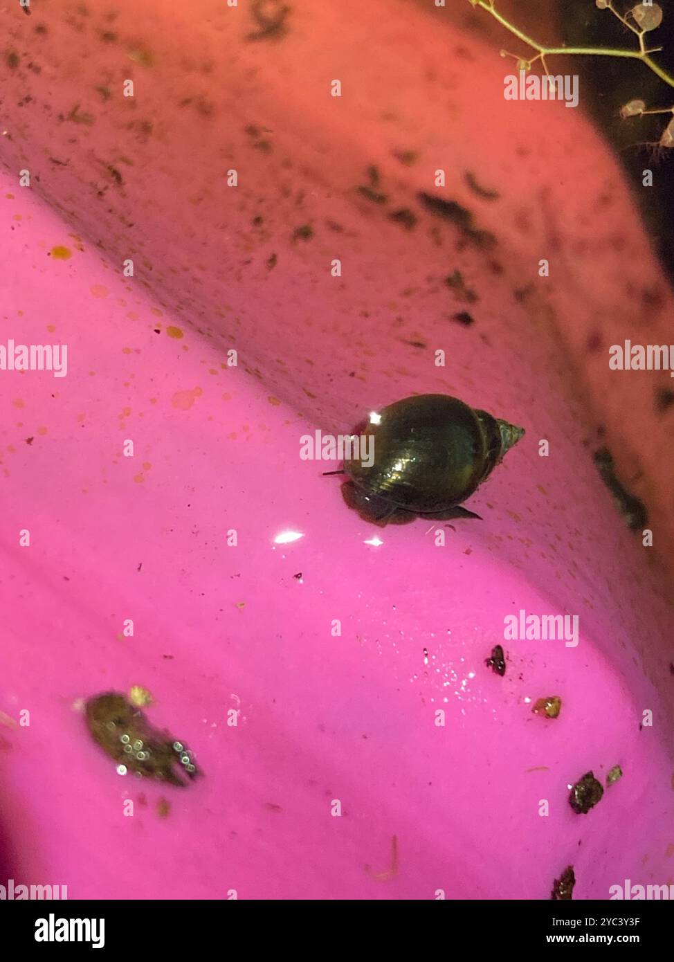 Bladder Snails (Physidae) Mollusca Stock Photo - Alamy