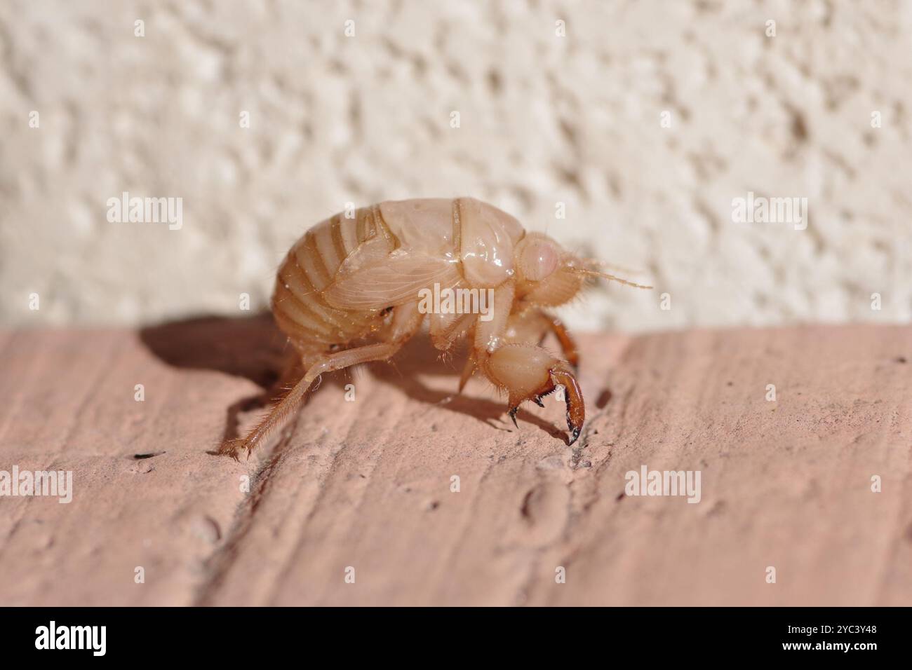 Ash Cicada (Cicada orni) Insecta Stock Photo - Alamy