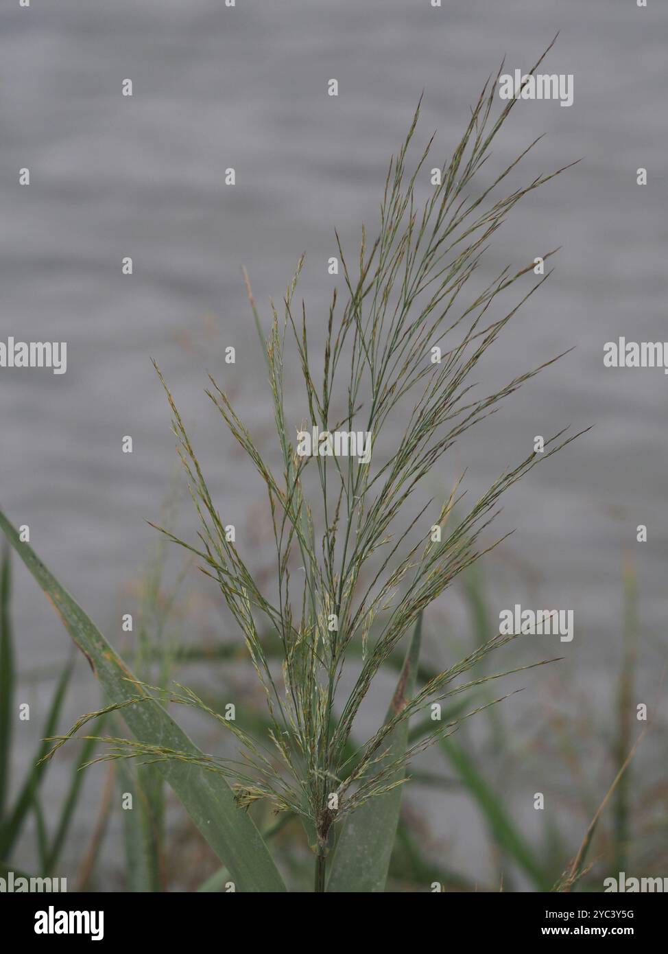 common reed (Phragmites australis) Plantae Stock Photo - Alamy
