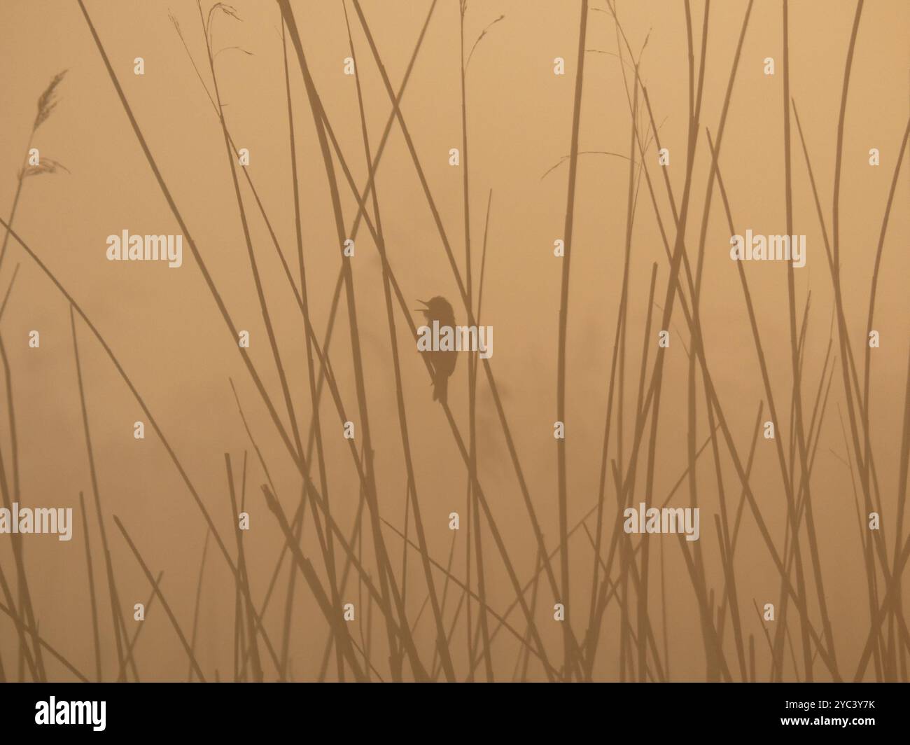 Common Reed Warbler (Acrocephalus scirpaceus) Aves Stock Photo - Alamy