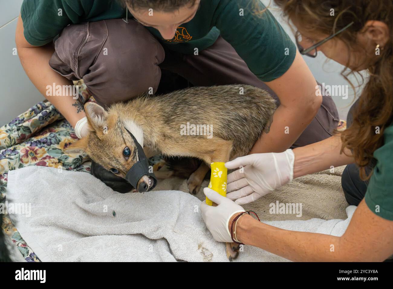 Veterinary staff are treating a young female golden jackal (Canis ...