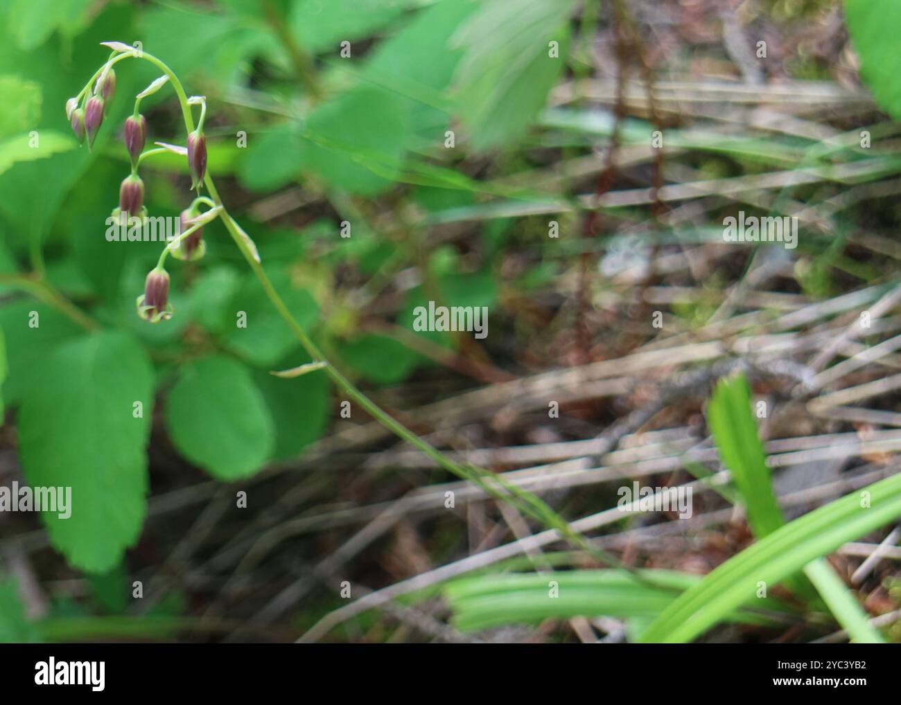 bronze-bells (Anticlea occidentalis) Plantae Stock Photo - Alamy