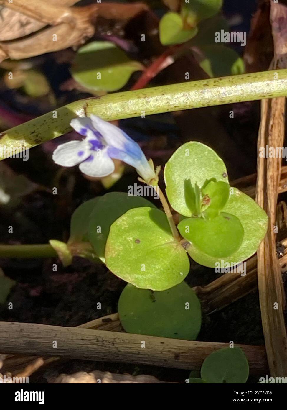 Roundleaf Lindernia (Lindernia rotundifolia) Plantae Stock Photo - Alamy