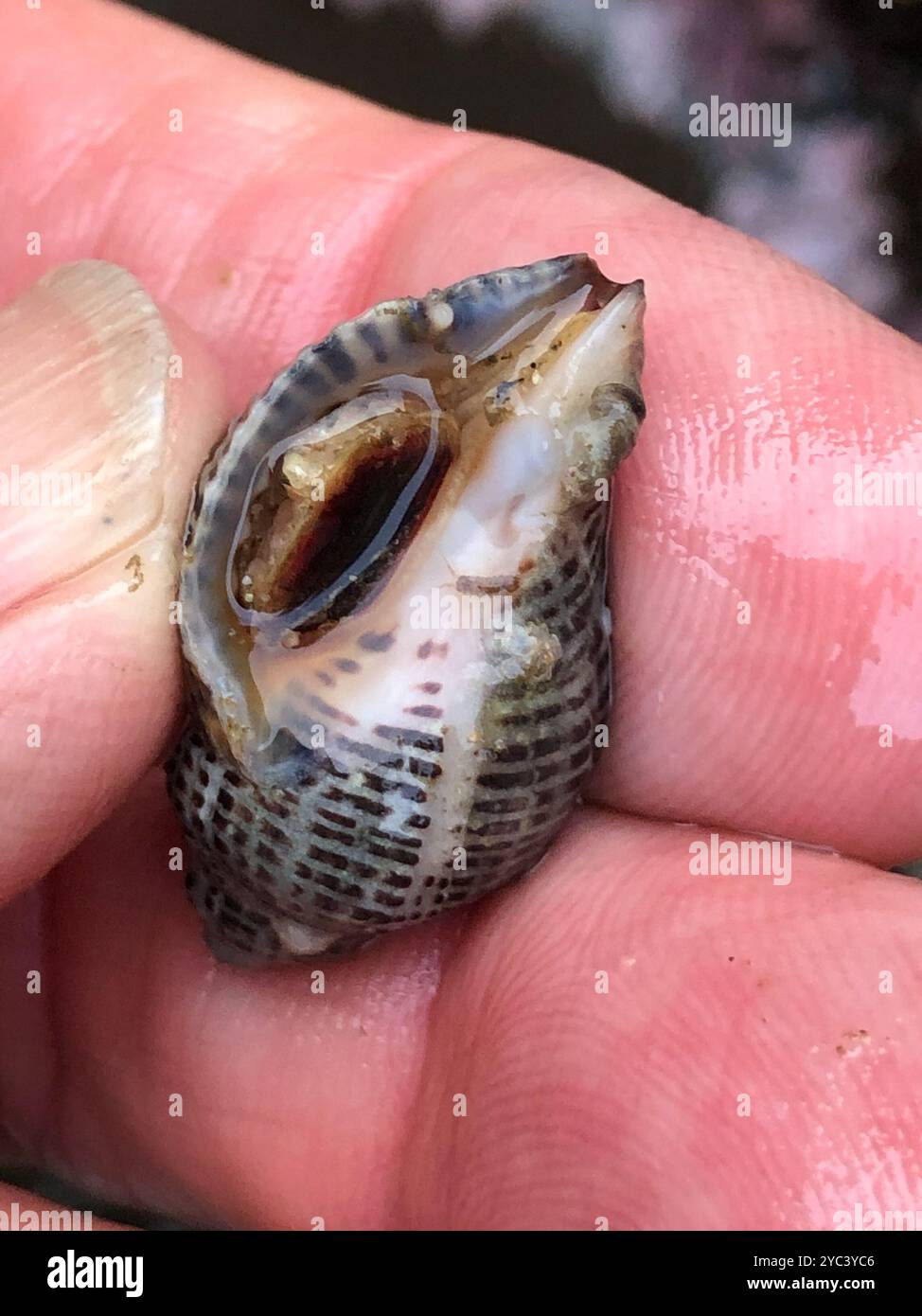 Spotted Unicorn (Acanthinucella punctulata) Mollusca Stock Photo - Alamy
