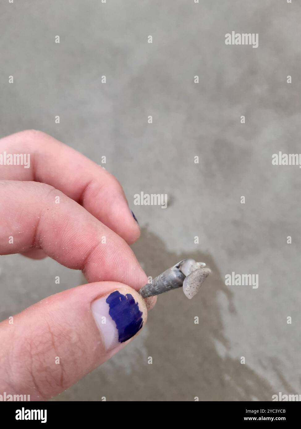 Grey Atlantic Auger (Hastula cinerea) Mollusca Stock Photo - Alamy