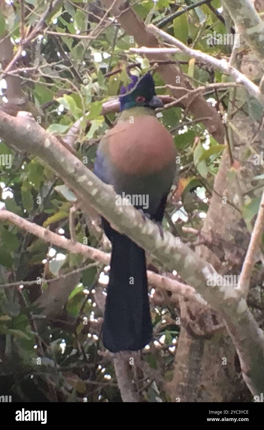 Purple-crested Turaco (Gallirex porphyreolophus) Aves Stock Photo - Alamy