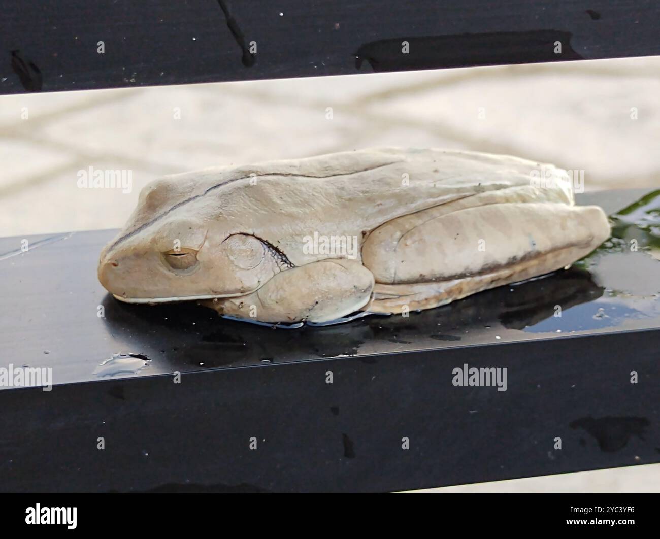 Blacksmith Tree Frog (Boana faber) Amphibia Stock Photo - Alamy