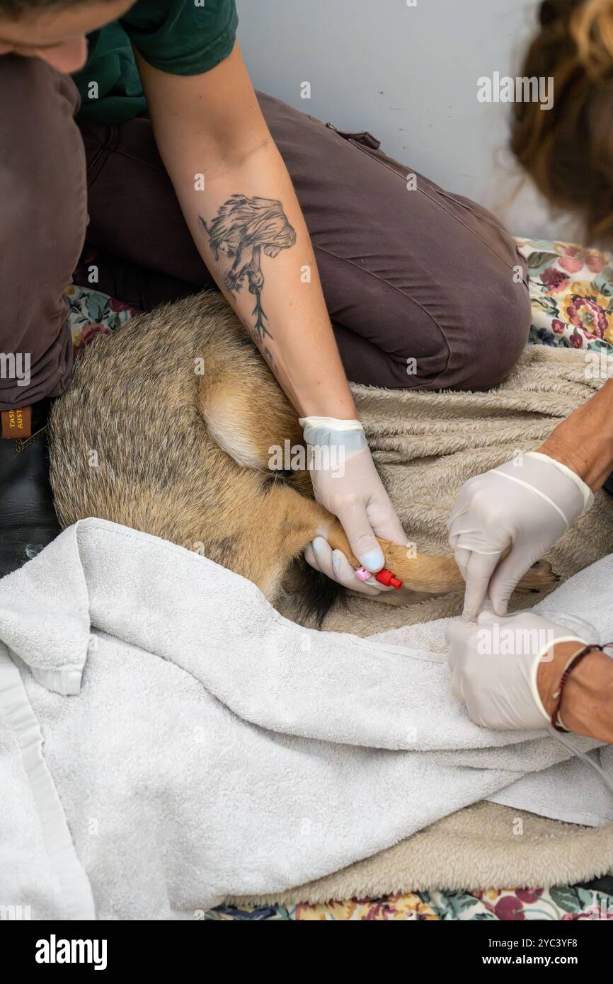 Veterinary staff are treating a young female golden jackal (Canis ...