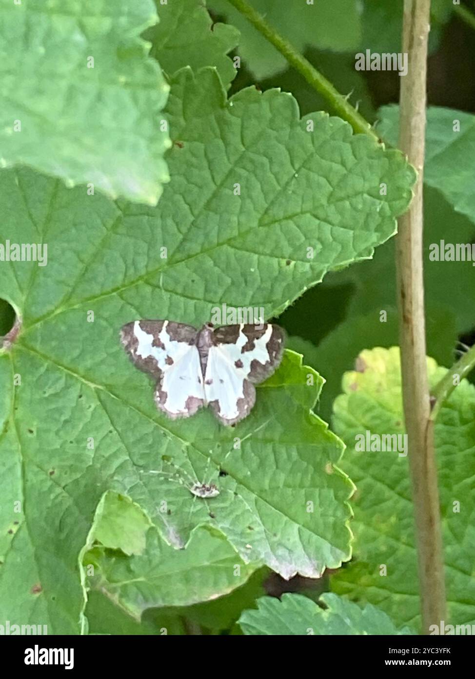 Clouded Border (Lomaspilis marginata) Insecta Stock Photo - Alamy