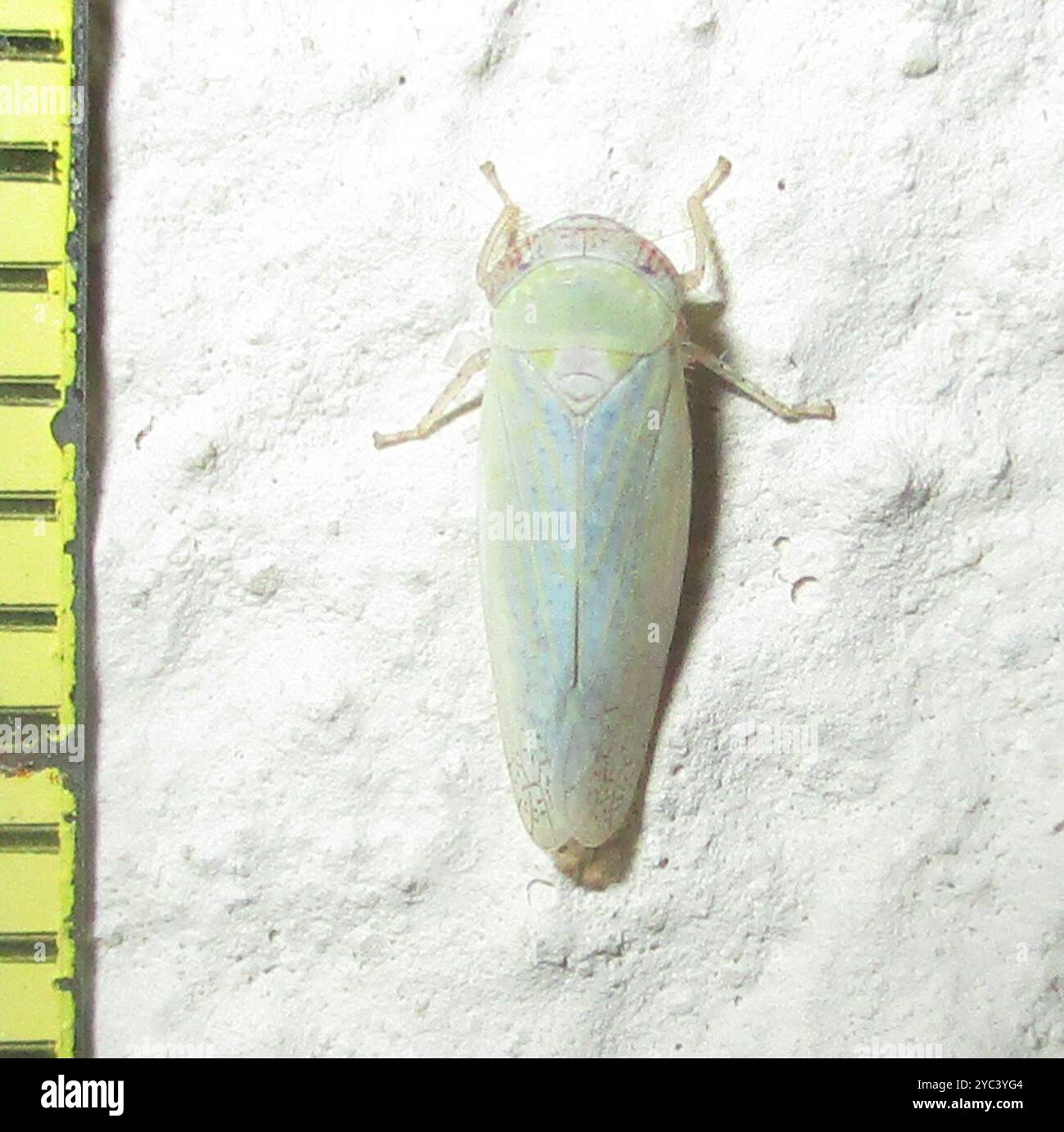 Typical Leafhoppers (Cicadellidae) Insecta Stock Photo - Alamy