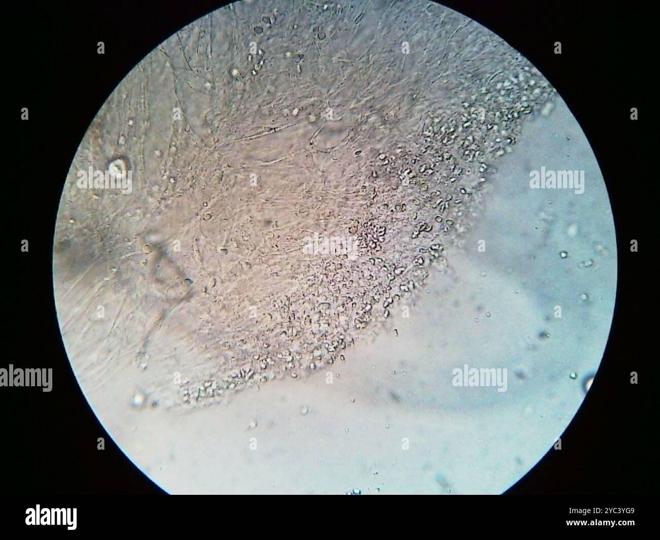 Iodine Bonnet (Mycena filopes) Fungi Stock Photo - Alamy