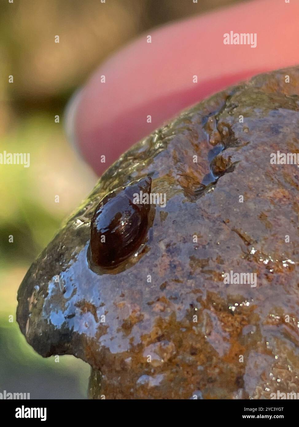 Pond Snails, Bladder Snails, and Allies (Lymnaeoidea) Mollusca Stock ...