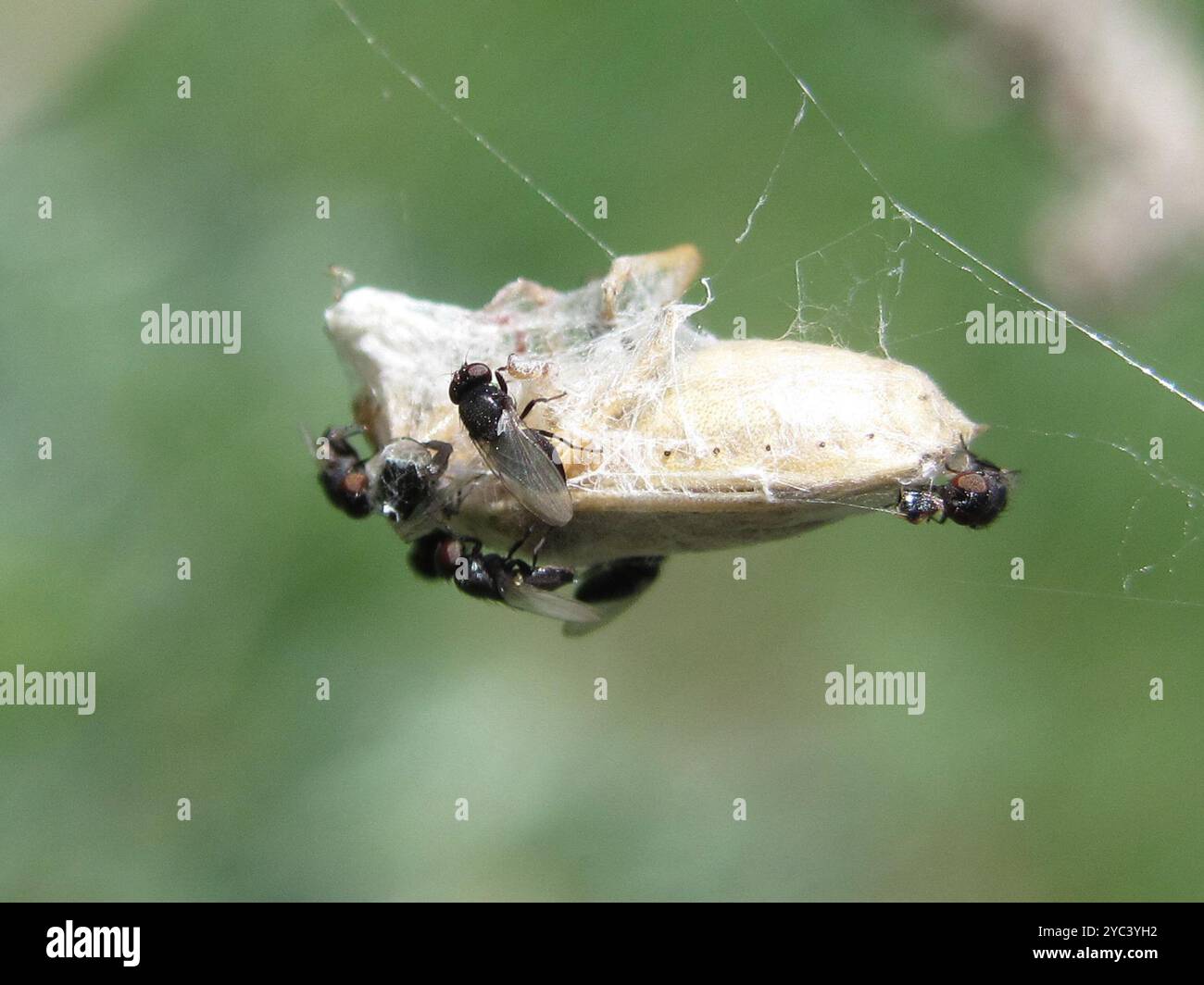 Freeloader Flies (Milichiidae) Insecta Stock Photo - Alamy