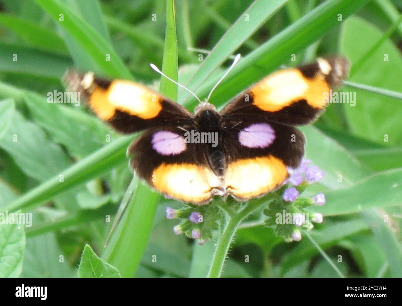 African Yellow Pansy (Junonia hierta cebrene) Insecta Stock Photo - Alamy