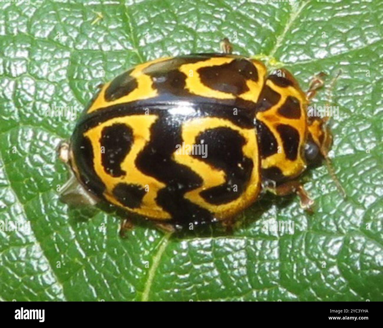 Tasmanian Ladybird (Cleobora mellyi) Insecta Stock Photo - Alamy