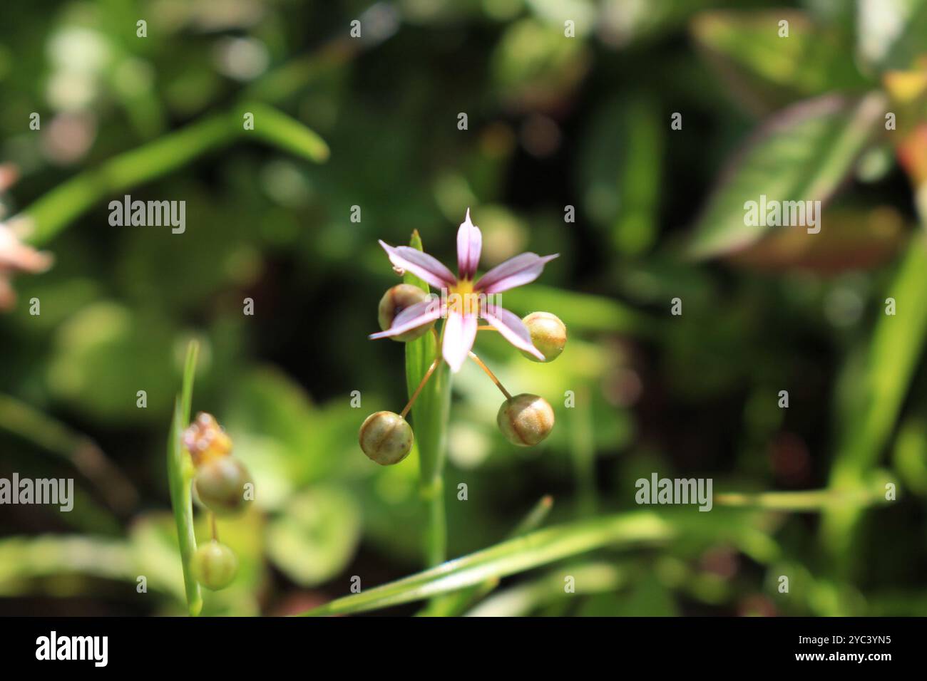 Blue Pigroot (Sisyrinchium micranthum) Plantae Stock Photo - Alamy