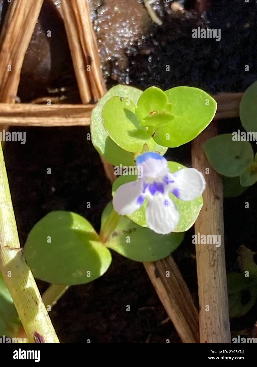 Roundleaf Lindernia (Lindernia rotundifolia) Plantae Stock Photo - Alamy