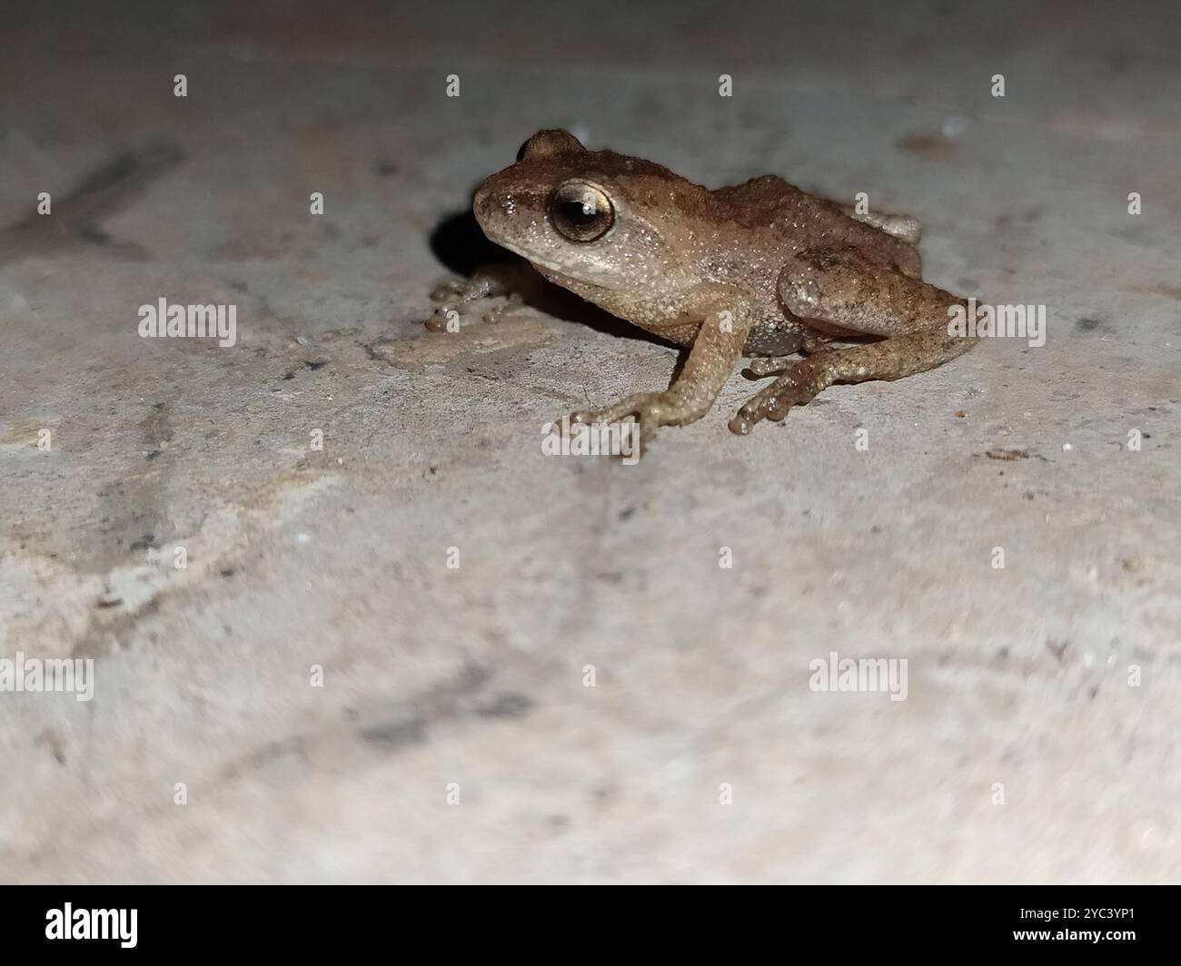 Kudremukh Bush Frog (Raorchestes tuberohumerus) Amphibia Stock Photo ...
