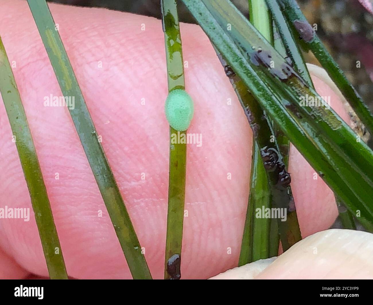 Lacuna Snails (Lacuna) Mollusca Stock Photo - Alamy