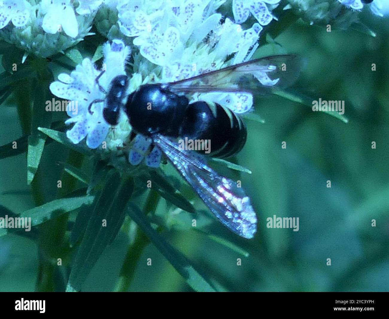 Four-banded Stink Bug Wasp (Bicyrtes quadrifasciatus) Insecta Stock ...
