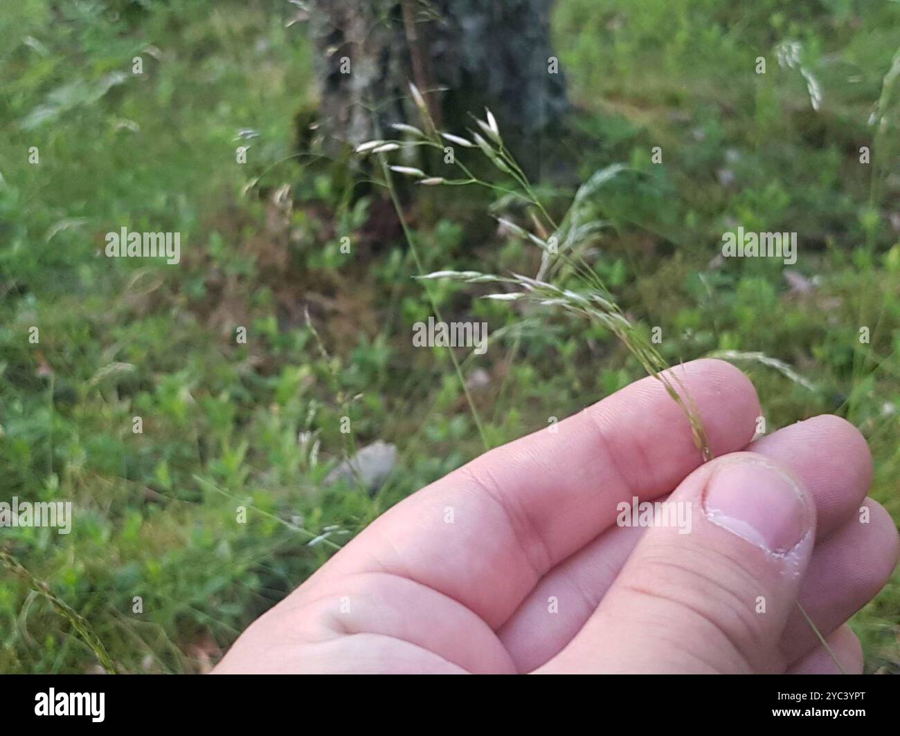 wavy hair-grass (Avenella flexuosa) Plantae Stock Photo - Alamy