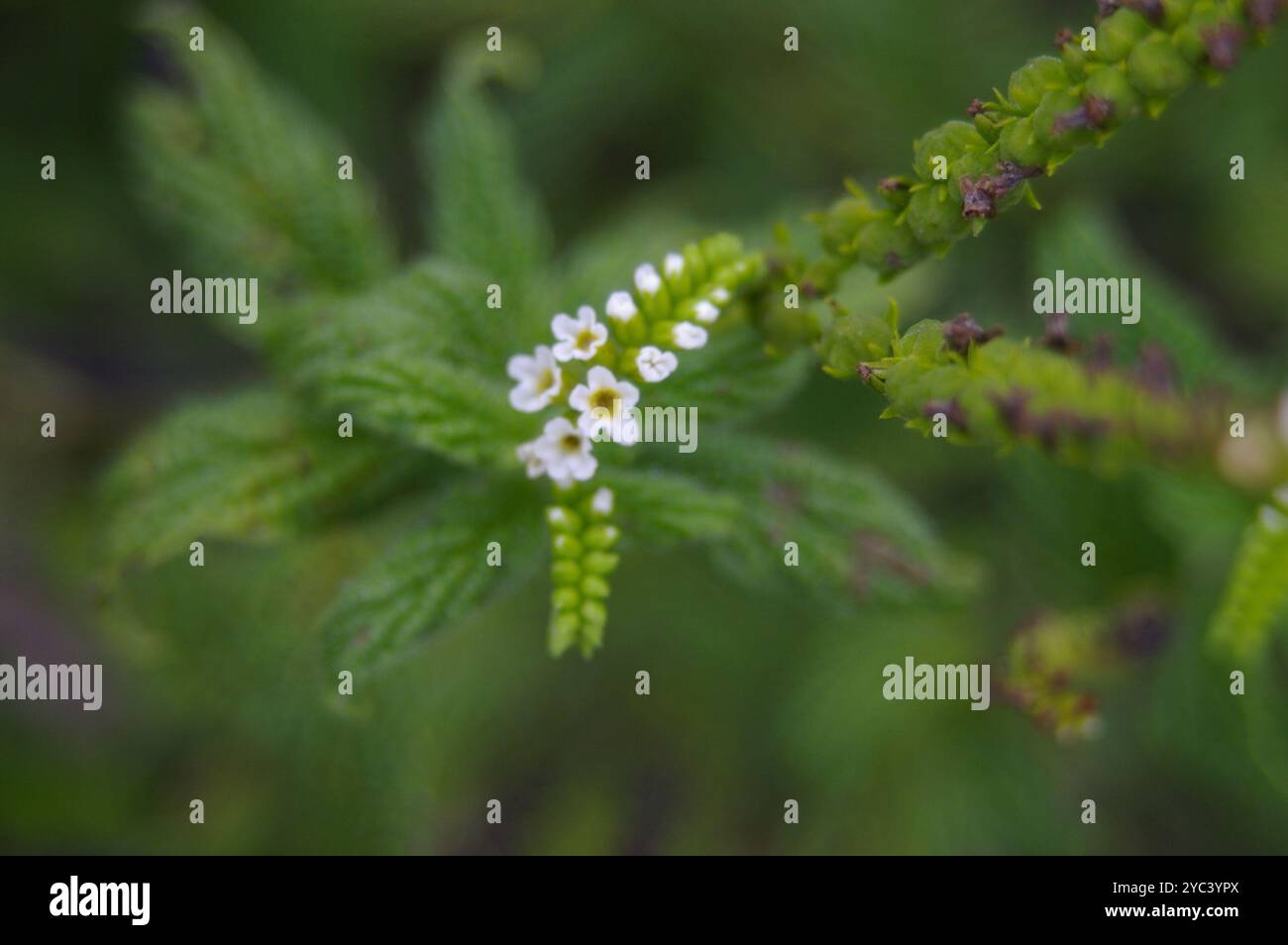Scorpion's-tail (Heliotropium angiospermum) Plantae Stock Photo - Alamy