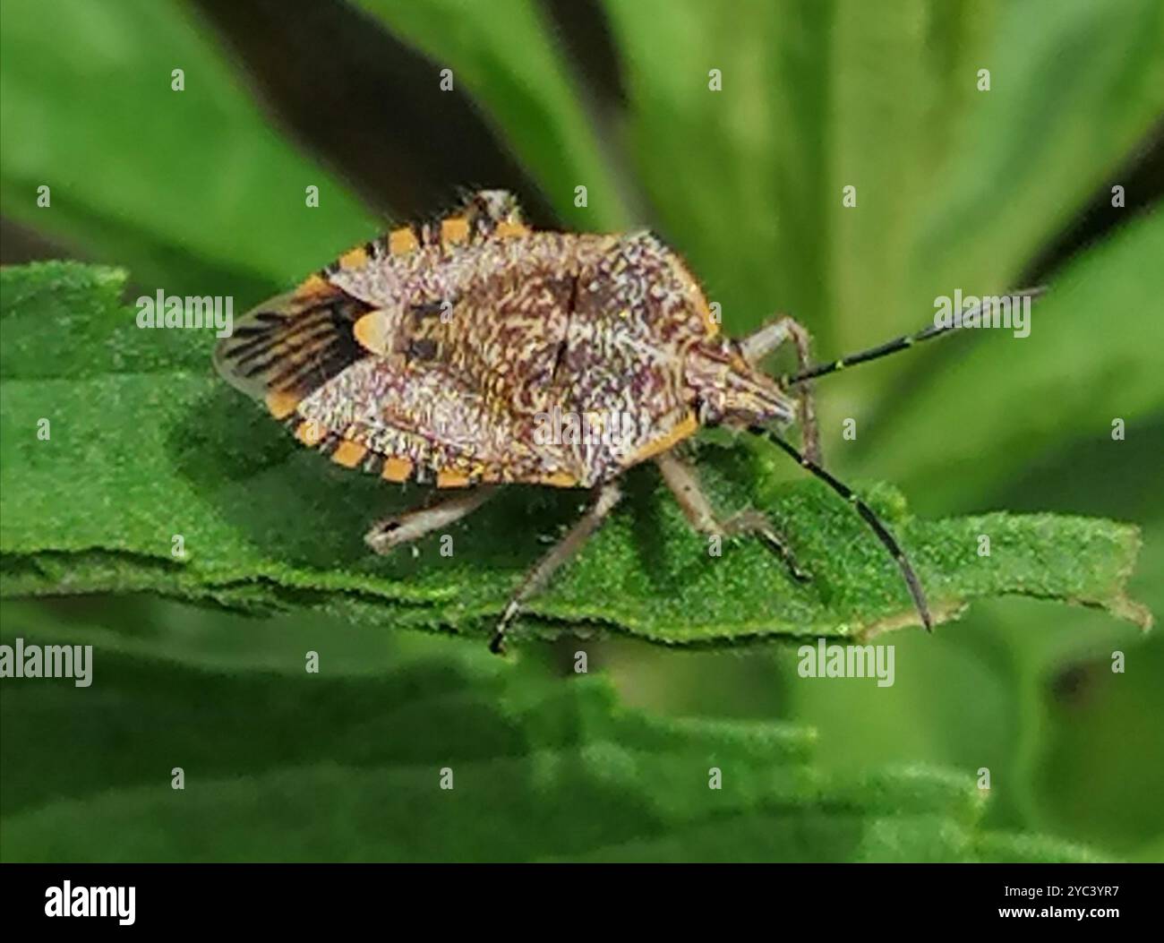Sunflower Seed Bug (Agonoscelis versicoloratus) Insecta Stock Photo - Alamy