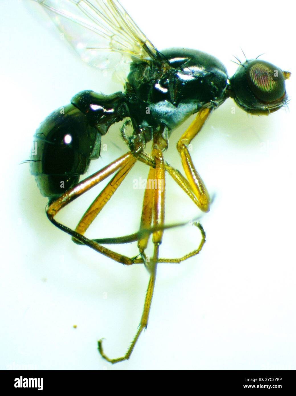 (Sepsis punctum) Insecta Stock Photo - Alamy