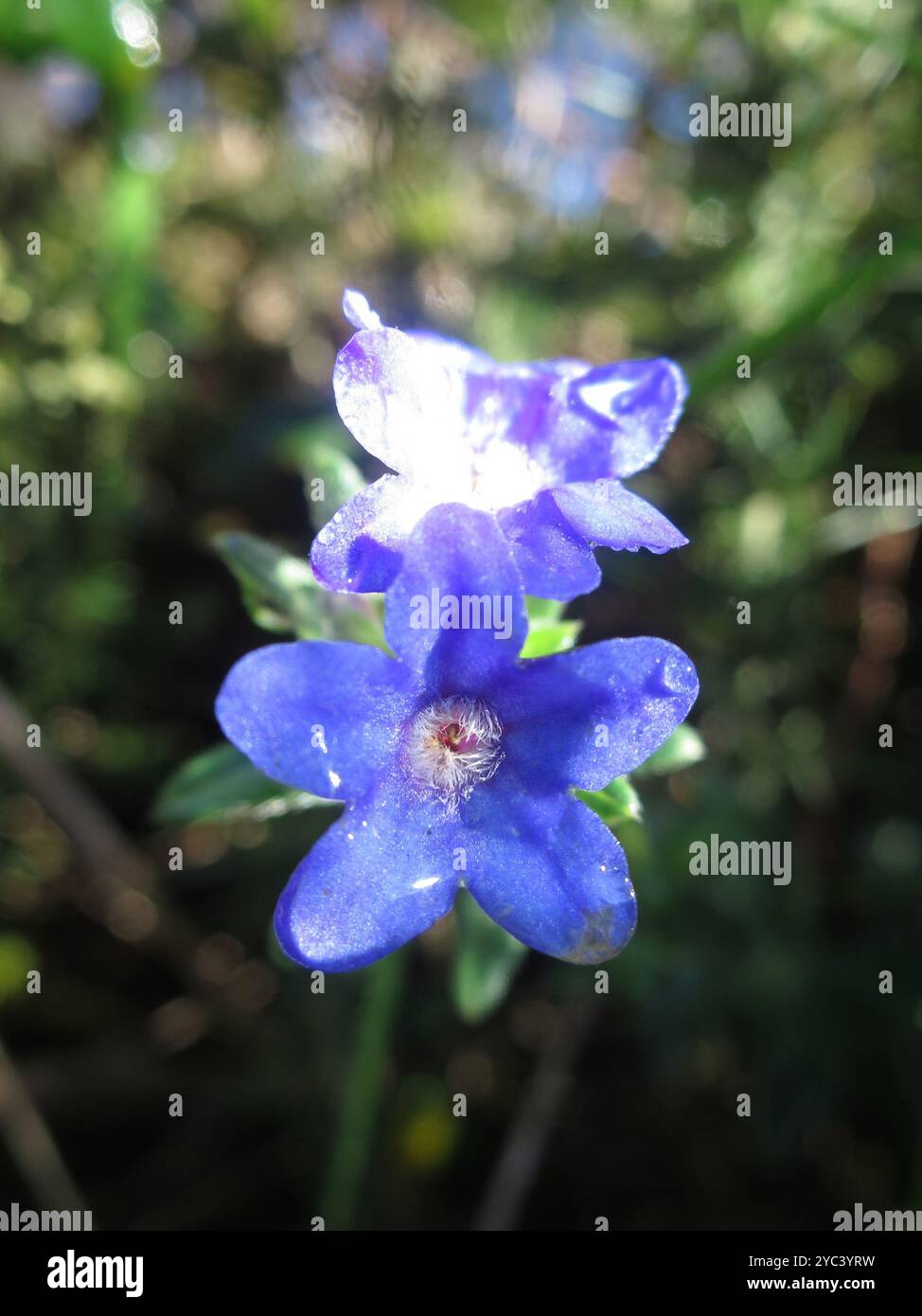 creeping gromwell (Glandora prostrata) Plantae Stock Photo - Alamy
