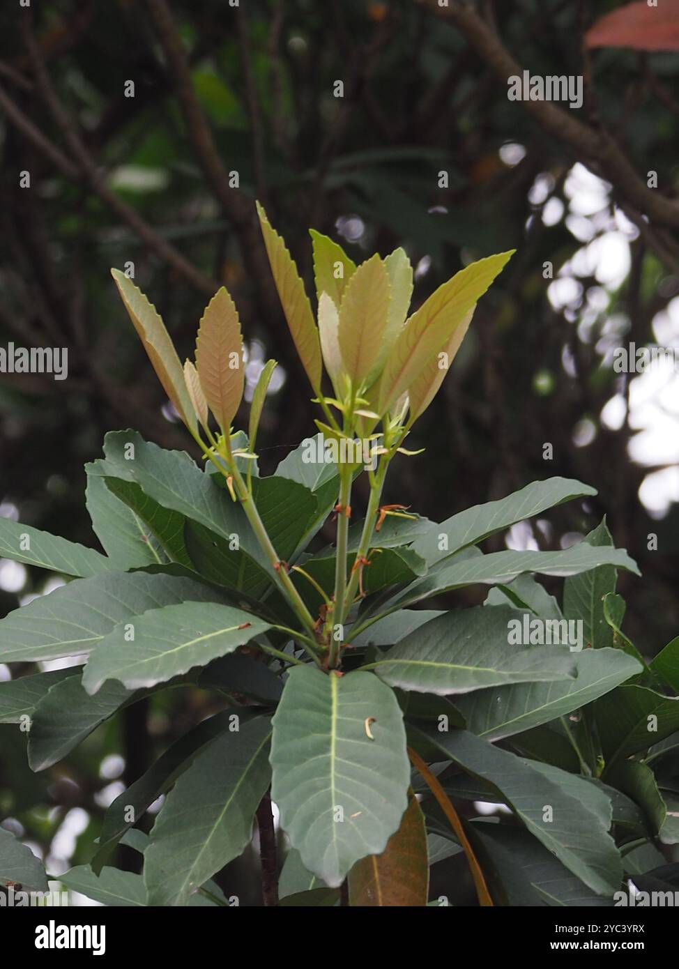Bronze Loquat (Eriobotrya deflexa) Plantae Stock Photo - Alamy