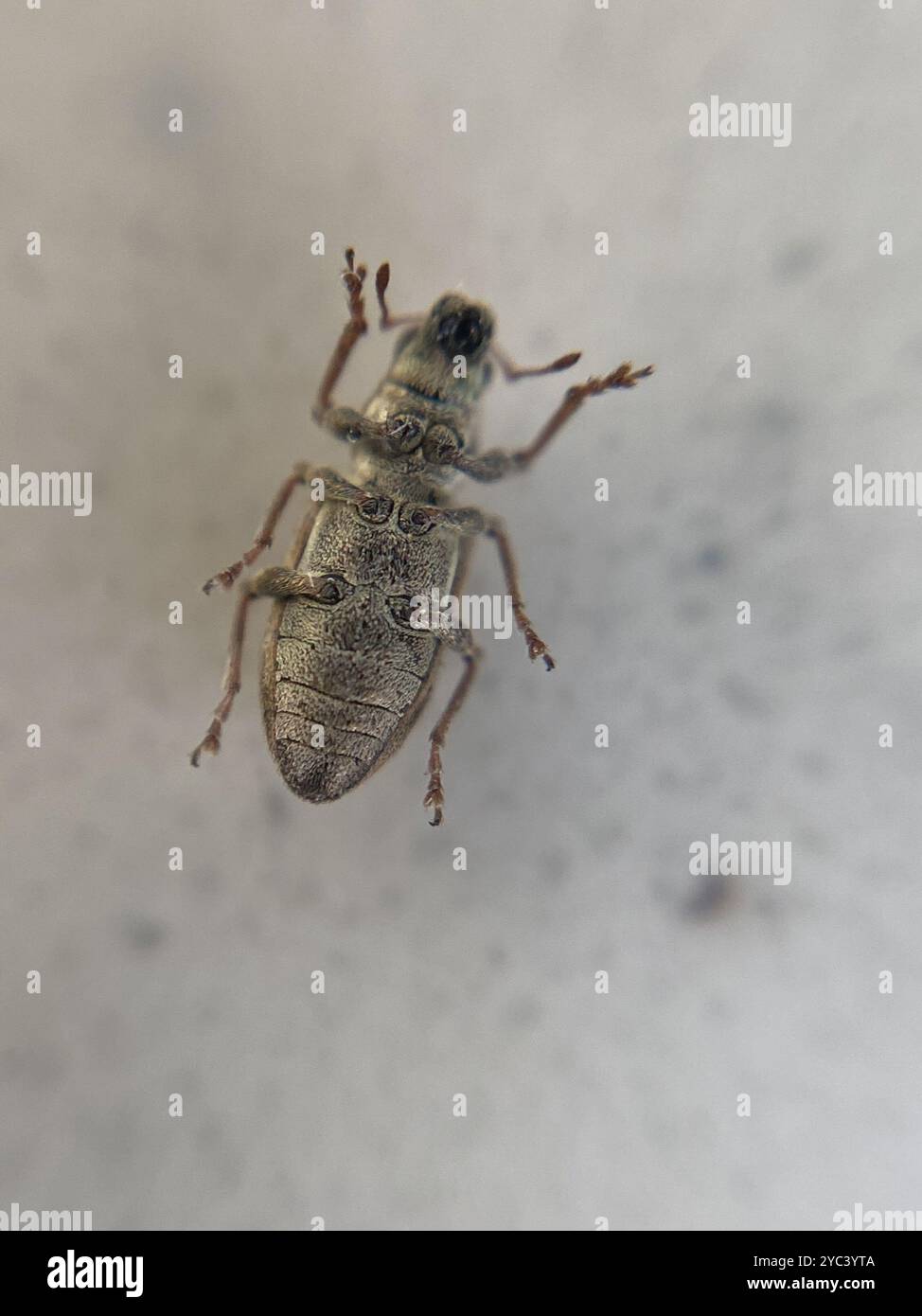 Pea Weevil (Sitona lineatus) Insecta Stock Photo - Alamy