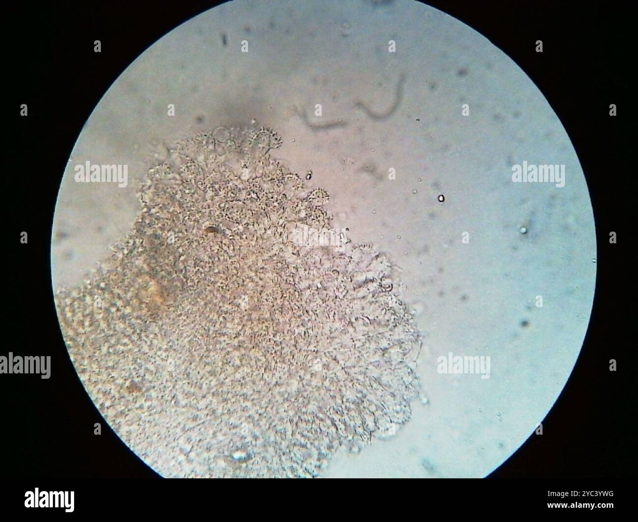 Iodine Bonnet (Mycena filopes) Fungi Stock Photo - Alamy