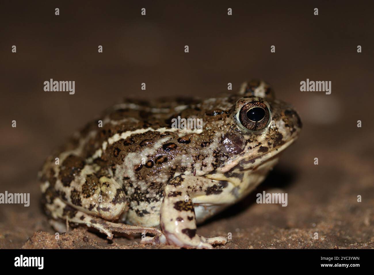 Confused frog hi-res stock photography and images - Alamy