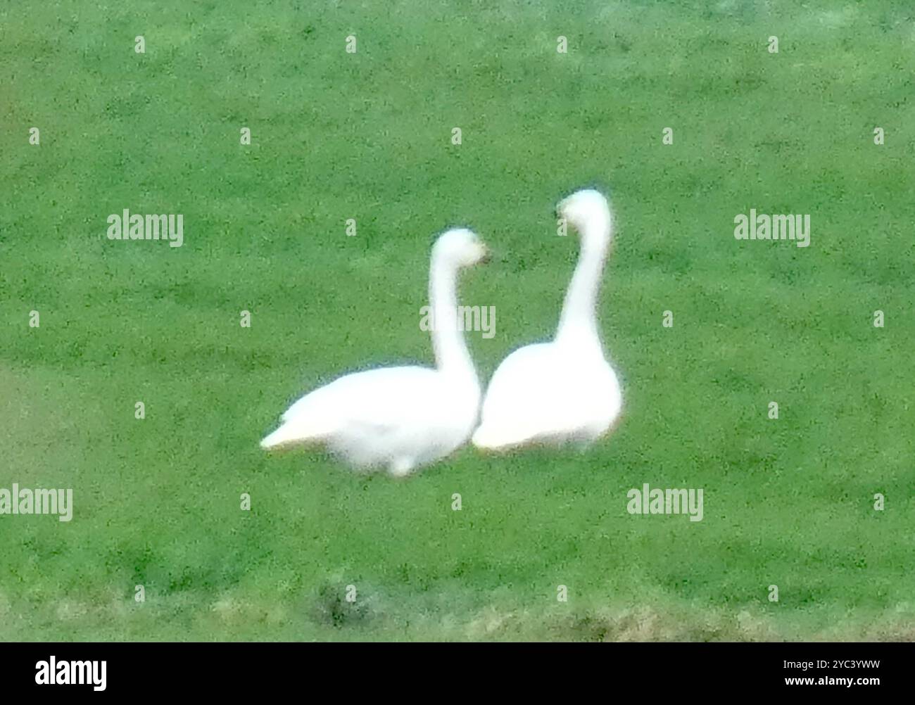 Tundra Swan (Cygnus columbianus) Aves Stock Photo - Alamy