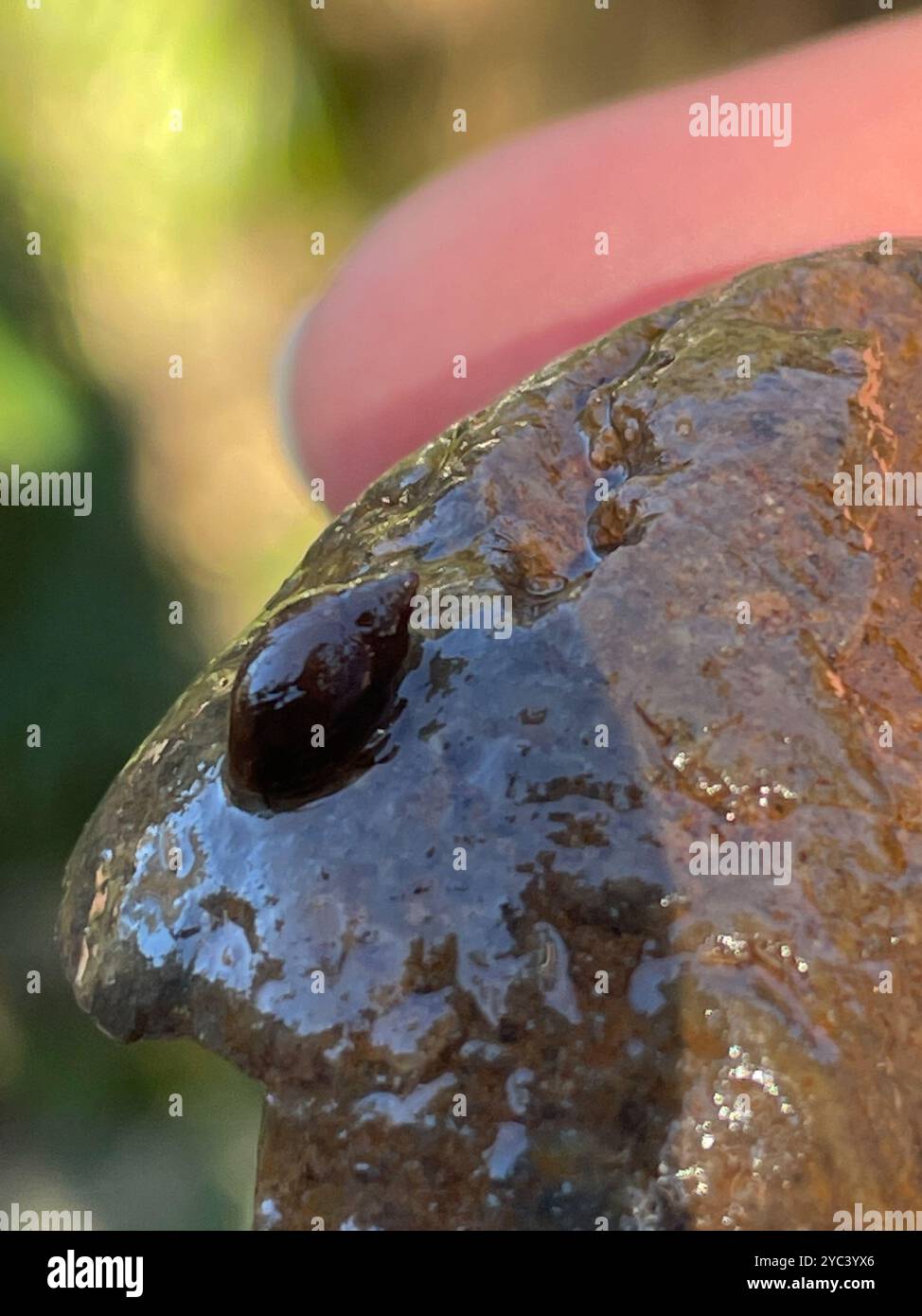 Pond Snails, Bladder Snails, and Allies (Lymnaeoidea) Mollusca Stock ...
