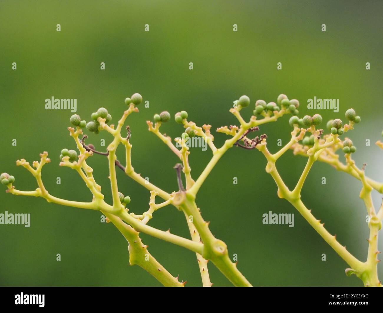 Japanese Prickly Ash (Zanthoxylum ailanthoides) Plantae Stock Photo - Alamy