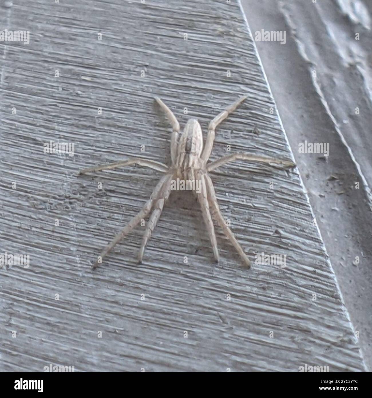 Oblong Running Spider (Tibellus oblongus) Arachnida Stock Photo - Alamy