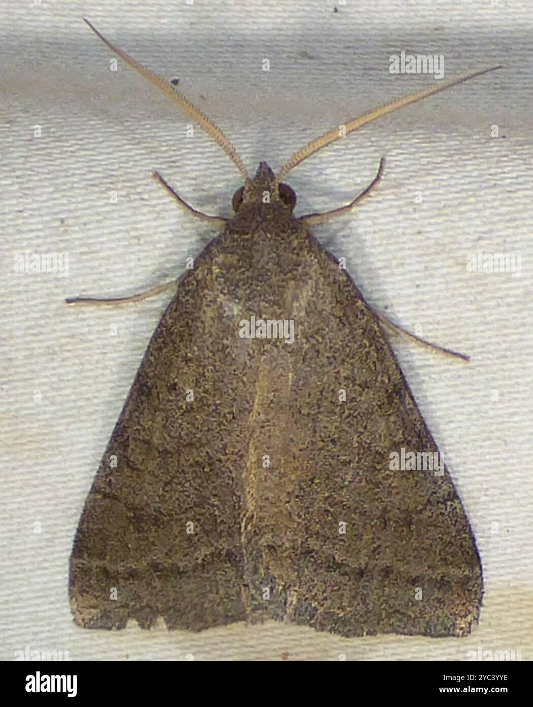 Vetch Looper Moth (Caenurgia chloropha) Insecta Stock Photo - Alamy