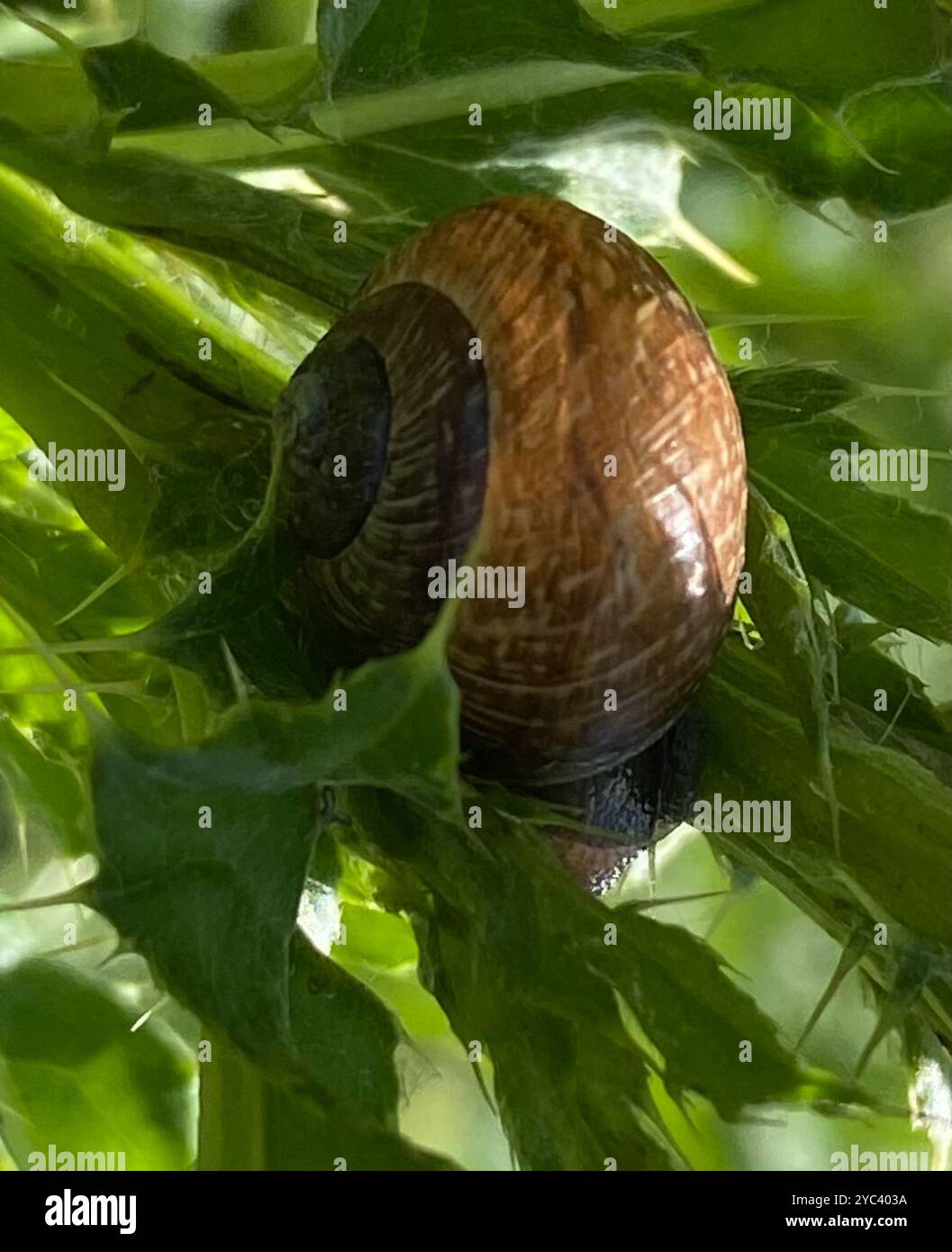 Copse Snail (Arianta arbustorum) Mollusca Stock Photo - Alamy