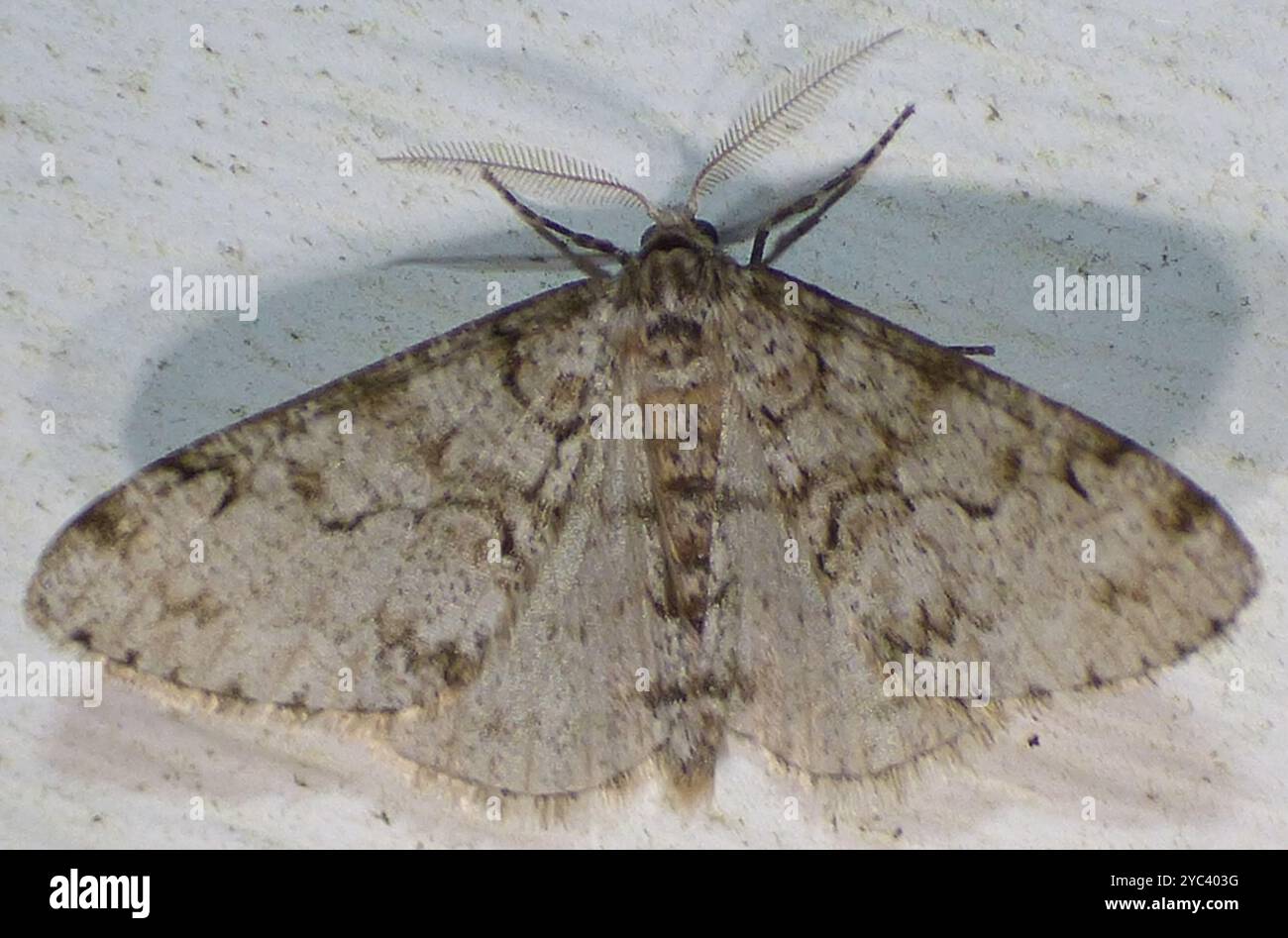 Toothed Phigalia Moth (Phigalia denticulata) Insecta Stock Photo - Alamy