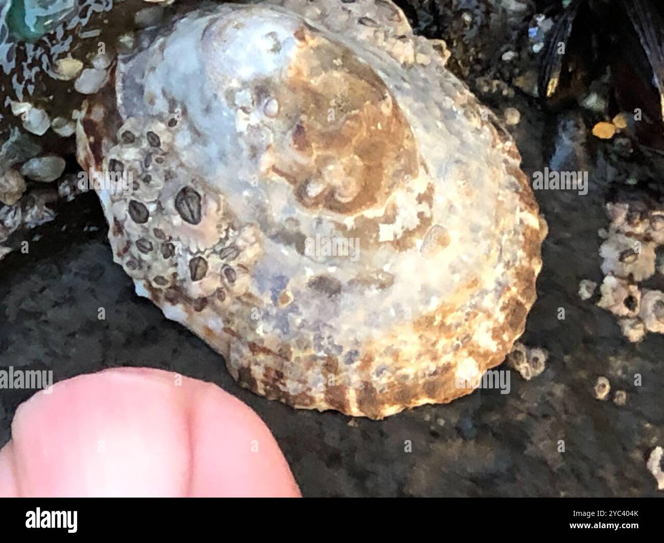 Owl Limpet (Lottia gigantea) Mollusca Stock Photo - Alamy