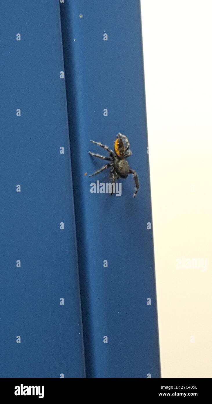 Boreal Tufted Jumping Spider (Phidippus borealis) Arachnida Stock Photo ...