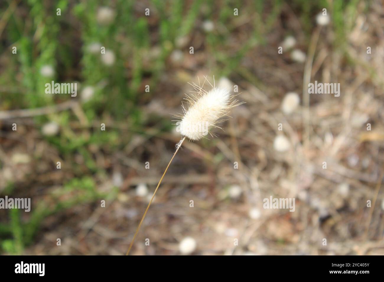 Hare's Tail Grass (Lagurus ovatus) Plantae Stock Photo - Alamy