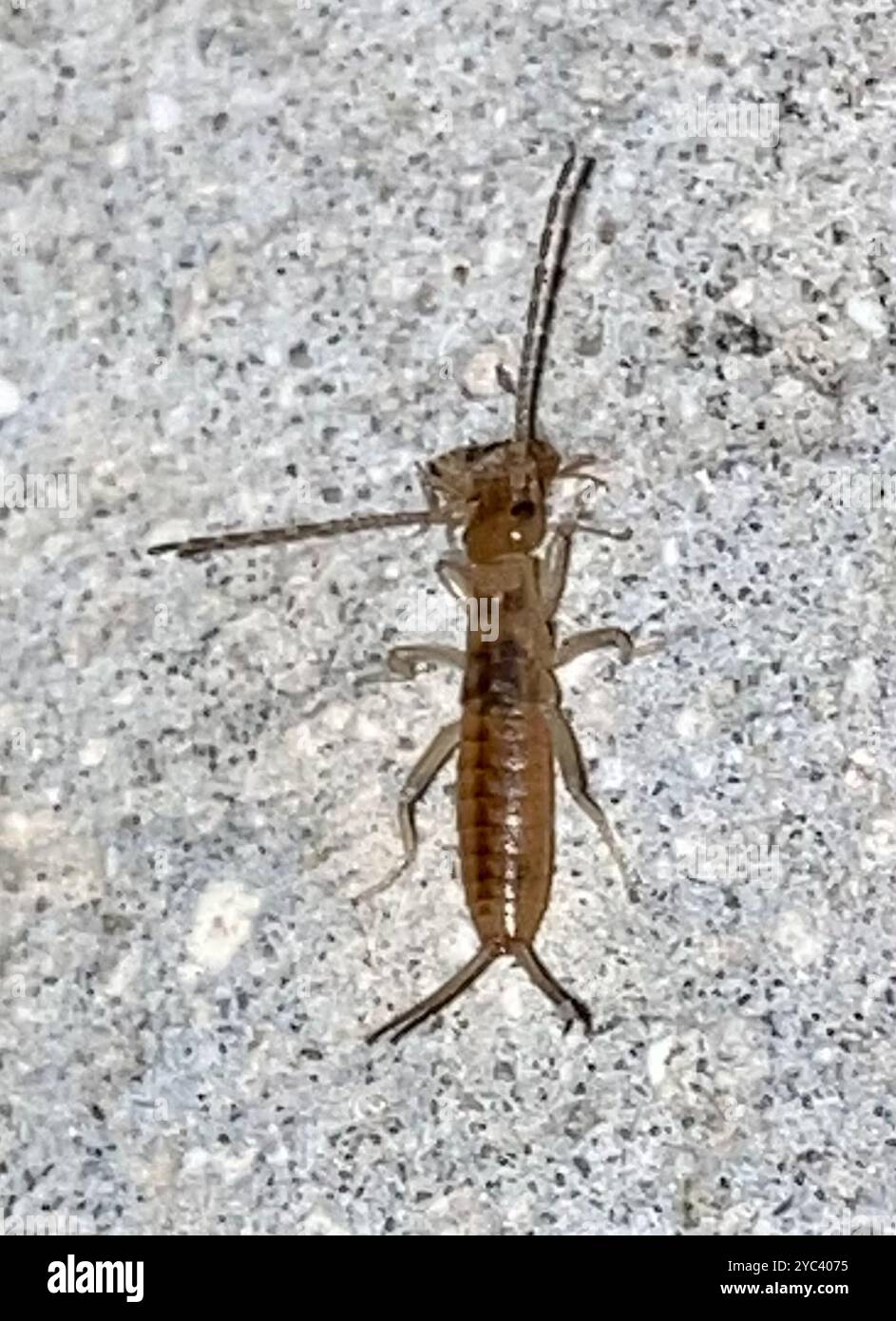 Shore Earwig (Labidura riparia) Insecta Stock Photo - Alamy