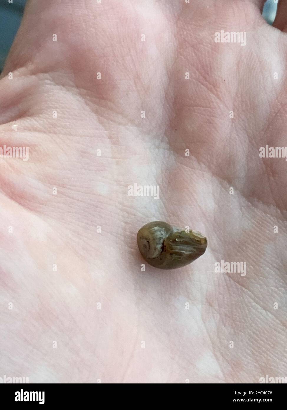 Ramshorn snails (Planorbidae) Mollusca Stock Photo - Alamy