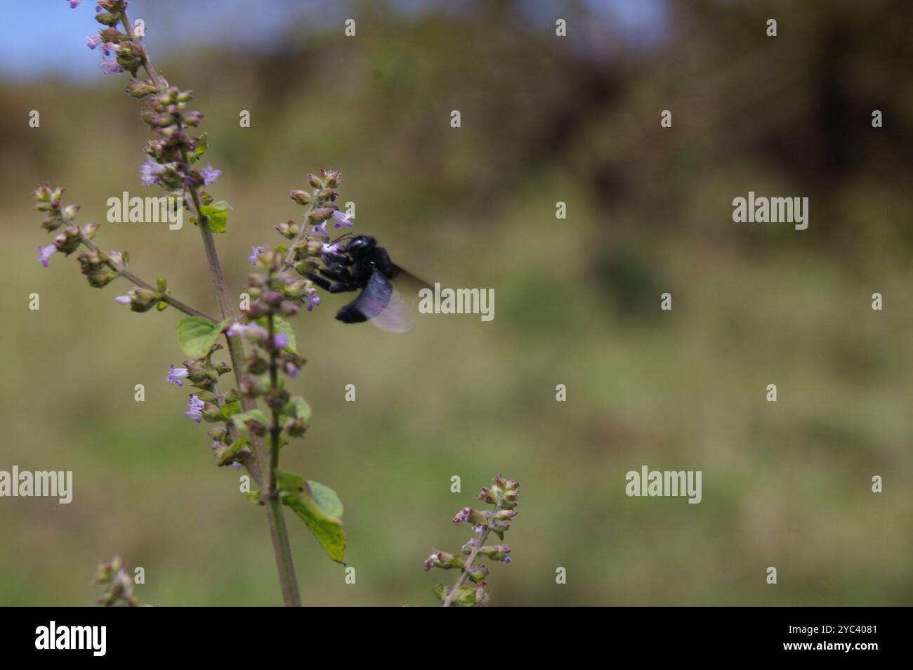 Galápagos carpenter bee (Xylocopa darwini) Insecta Stock Photo - Alamy