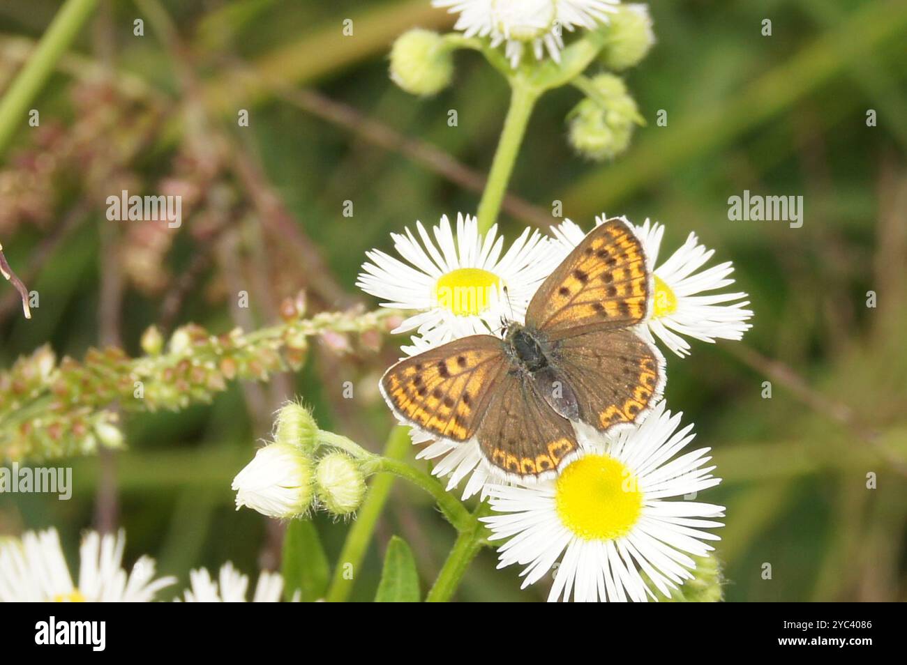 Sooty Copper (Lycaena tityrus) Insecta Stock Photo - Alamy
